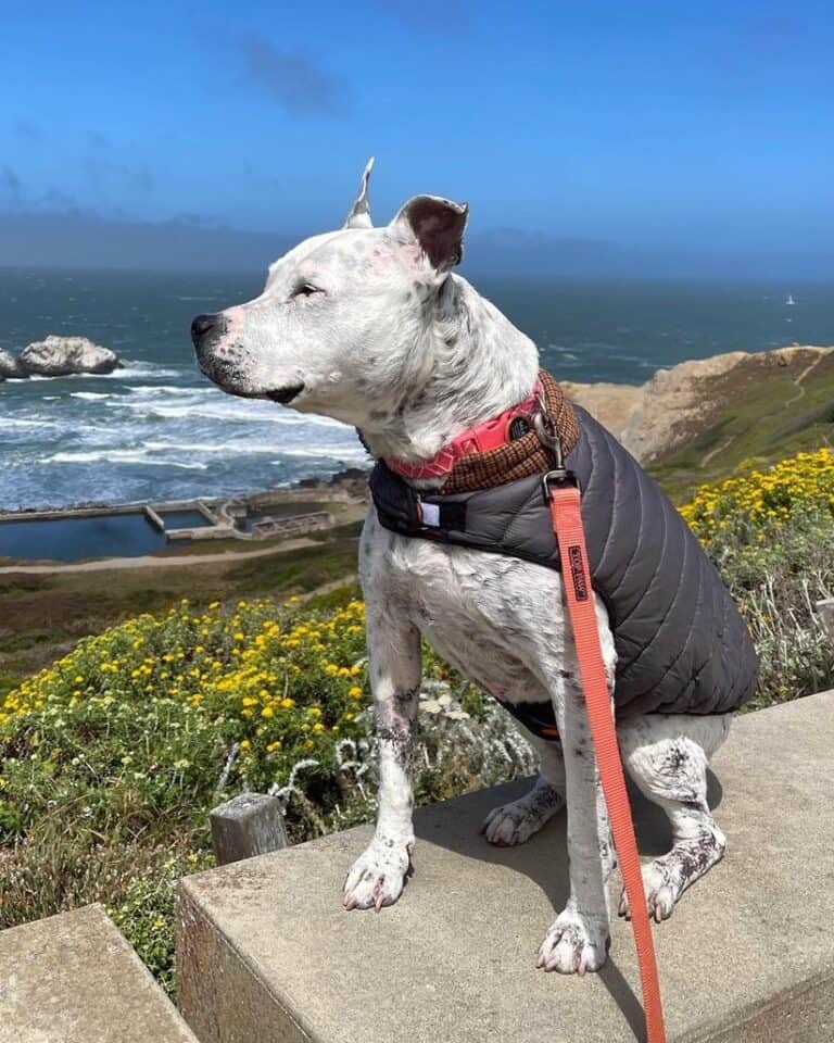 Pitmatian (Dalmatian & Pitbull Mix) Info, Pictures, Facts, FAQs & More