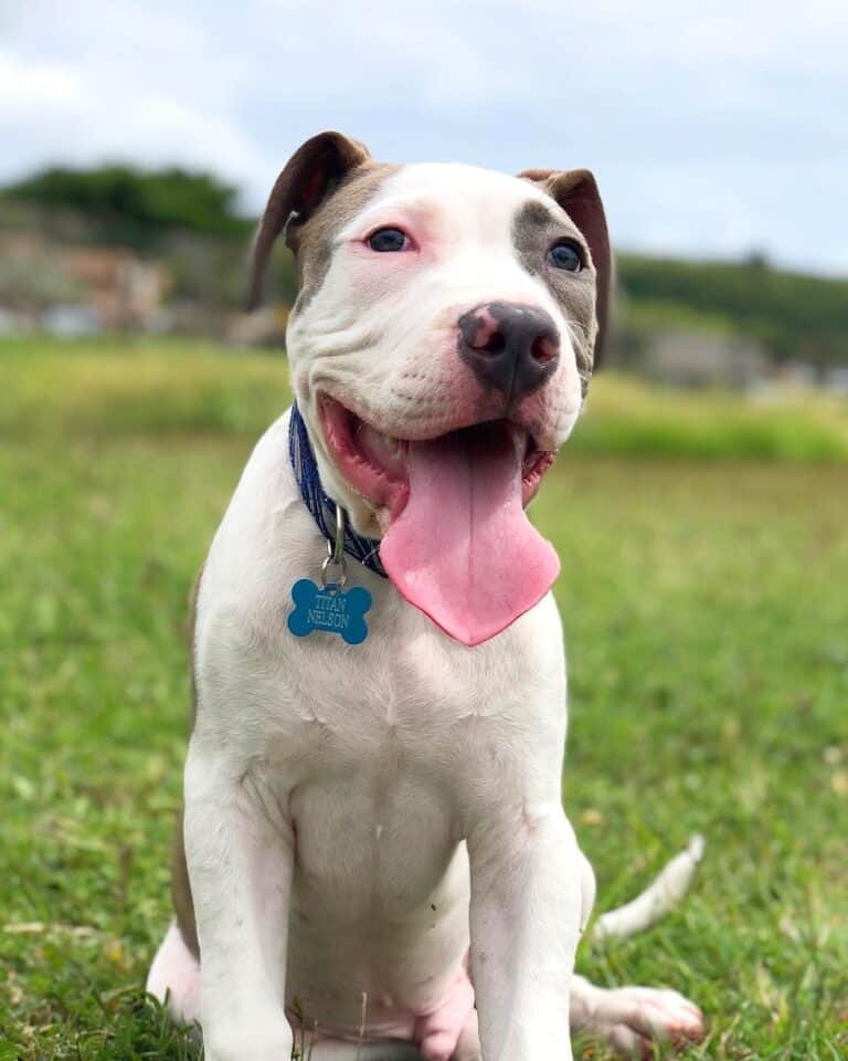 Rhodesian Ridgeback Pitbull Mix Info, Pictures, Facts, FAQs & More