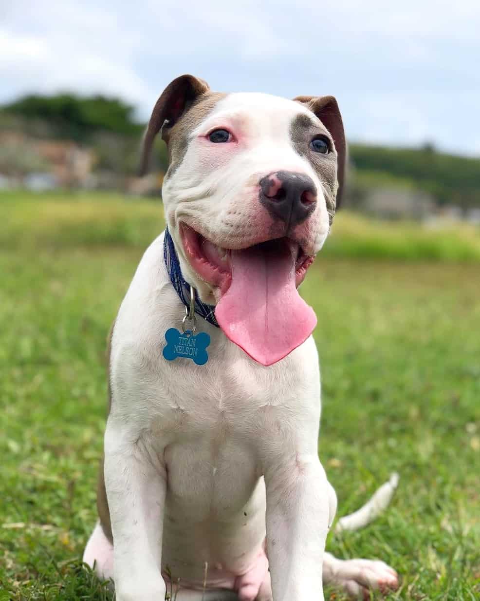 Rhodesian Ridgeback Pitbull Mix Info, Pictures, Facts, FAQs & More