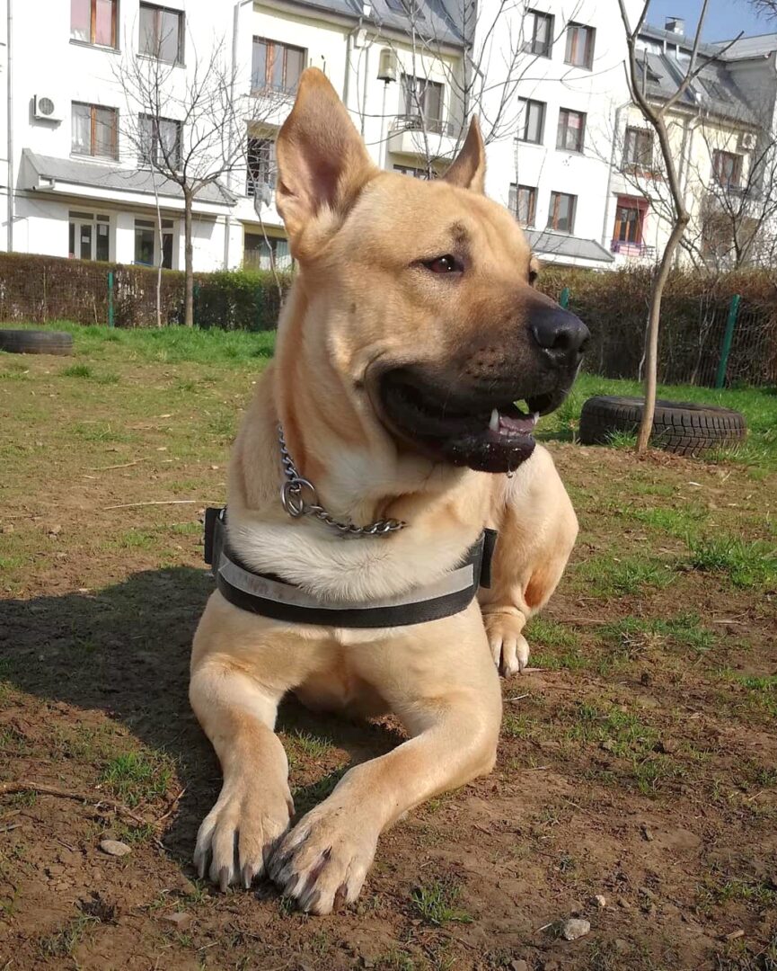 Pitchow (Pitbull & Chow Chow Mix) Info, Pictures, Facts, FAQs & More