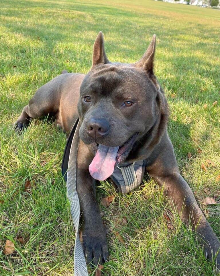 Pitchow (Pitbull & Chow Chow Mix) Info, Pictures, Facts, FAQs & More