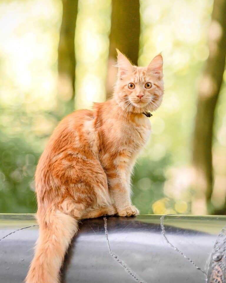 6 Types of Orange Maine Coons Explained (With Pictures)