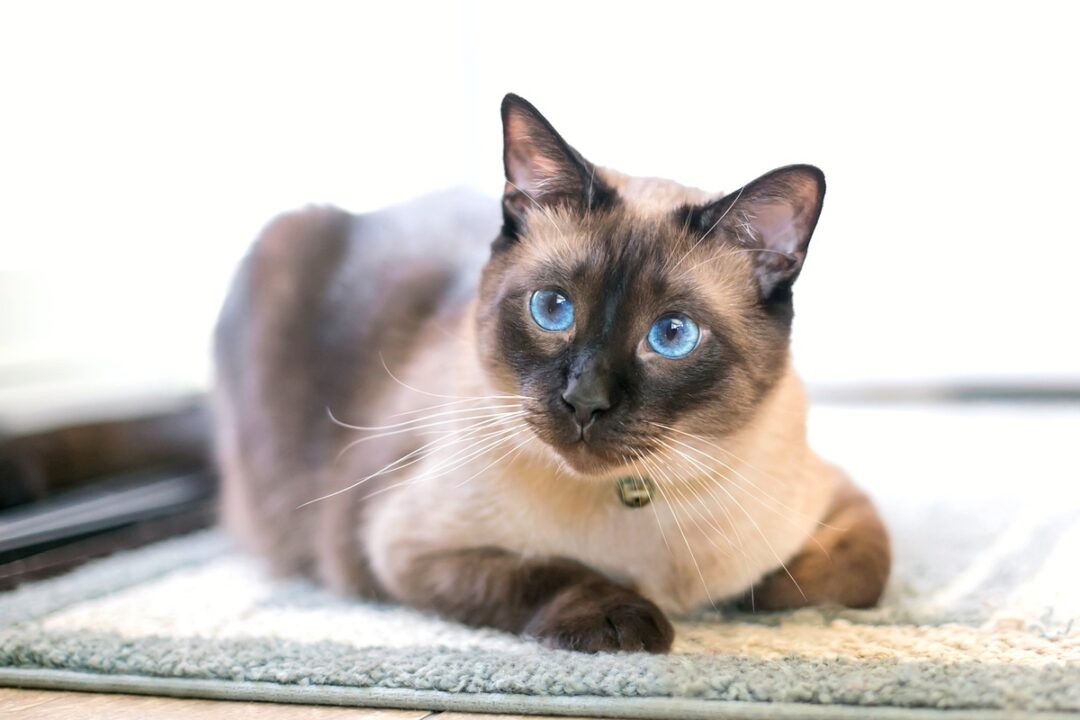 Seal Point Siamese Cat: Info, Facts, Traits, Pictures & FAQs