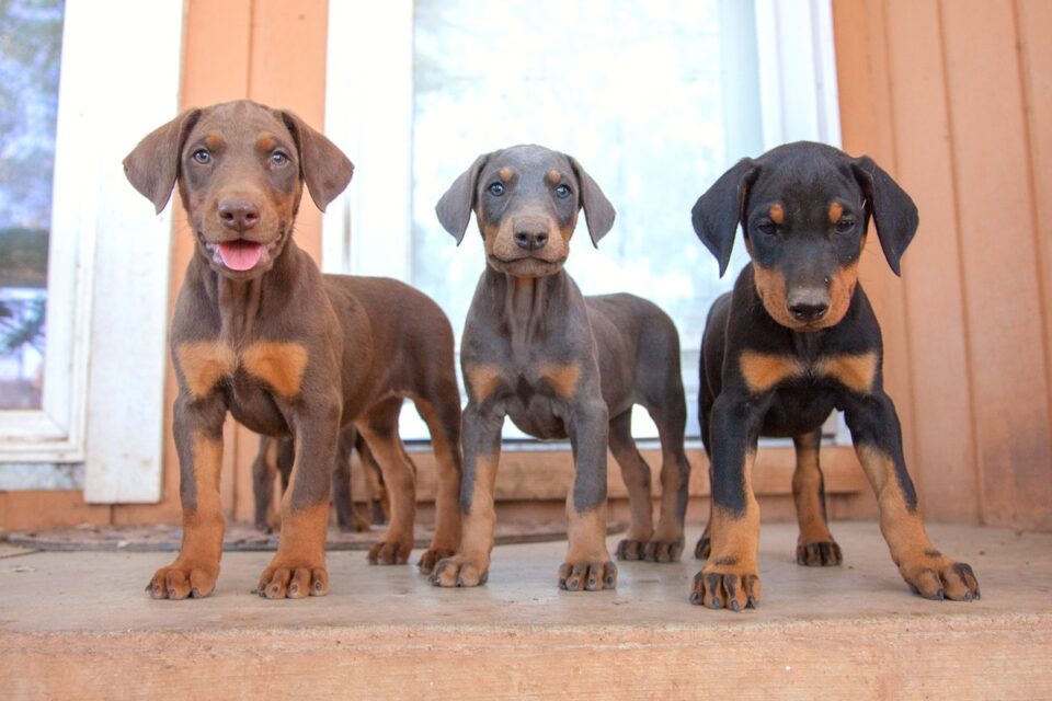 Red Doberman Pinscher: Are They Similar to Brown Dobes?
