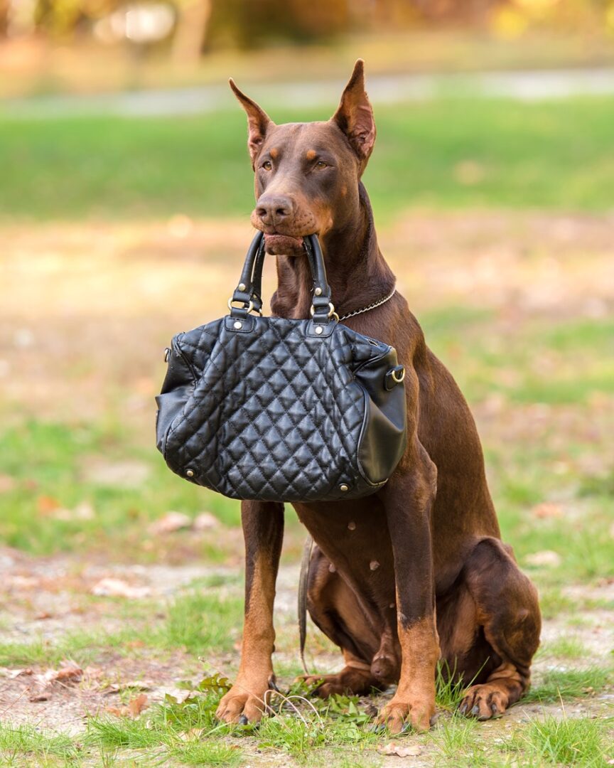 Red Doberman Pinscher: Are They Similar to Brown Dobes?