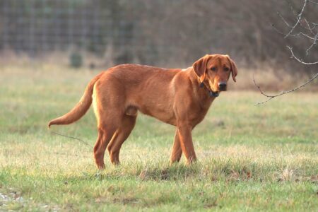 Red Fox Lab: An Ultimate Guide to Fox Red Labradors
