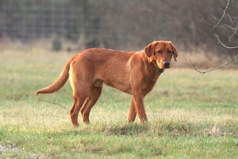 Red Fox Lab: An Ultimate Guide to Fox Red Labradors