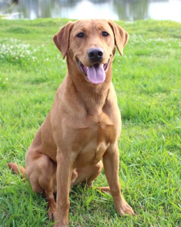 Red Fox Lab: An Ultimate Guide to Fox Red Labradors