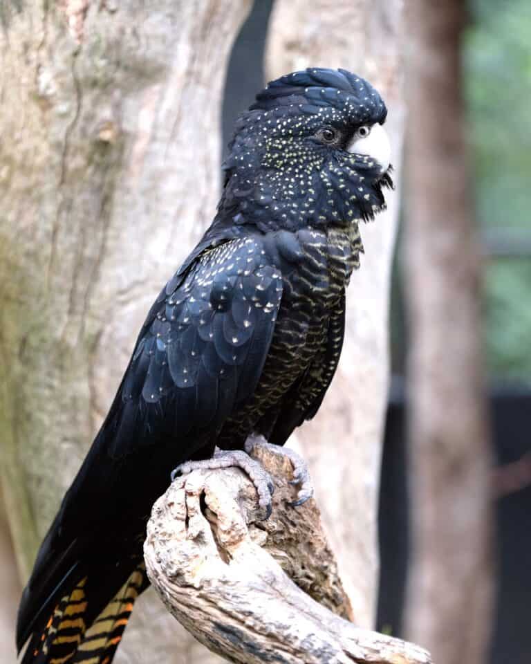 How Much Does a Cockatoo Cost? Cockatoo Prices & Expenses