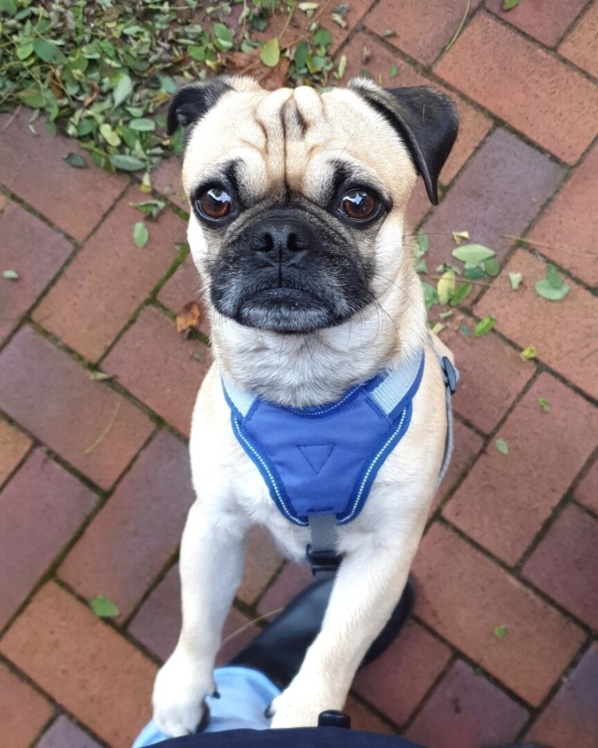 Retro Pug (Pug & Jack Russell Terrier Mix) Info, Pictures, Facts, FAQs ...