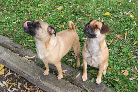 Retro Pug (Pug & Jack Russell Terrier Mix) Info, Pictures, Facts, FAQs ...