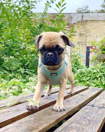 Retro Pug (Pug & Jack Russell Terrier Mix) Info, Pictures, Facts, FAQs ...