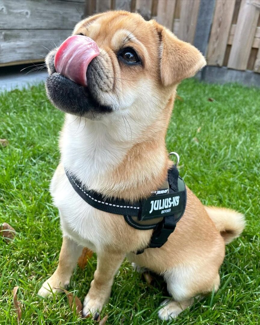 Retro Pug (Pug & Jack Russell Terrier Mix) Info, Pictures, Facts, FAQs ...