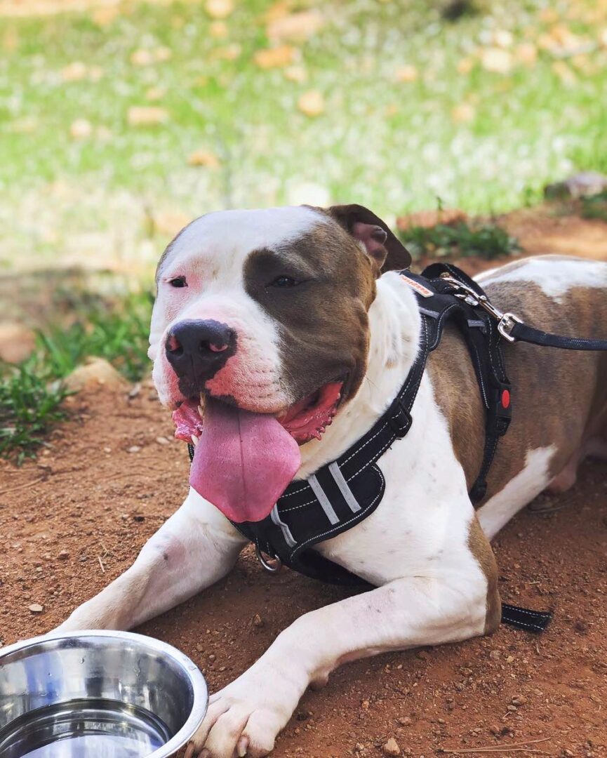 Rhodesian Ridgeback Pitbull Mix Info, Pictures, Facts, FAQs & More