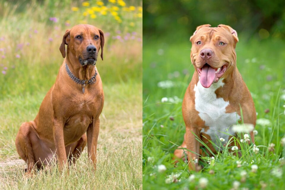 Rhodesian Ridgeback Pitbull Mix Info, Pictures, Facts, FAQs & More