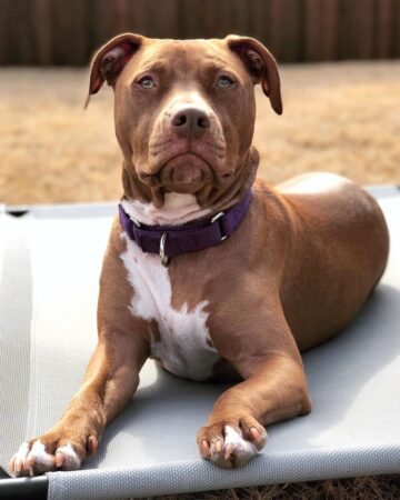 Rhodesian Ridgeback Pitbull Mix Info, Pictures, Facts, FAQs & More