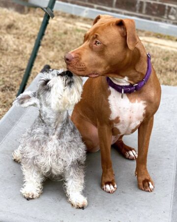 Rhodesian Ridgeback Pitbull Mix Info, Pictures, Facts, FAQs & More