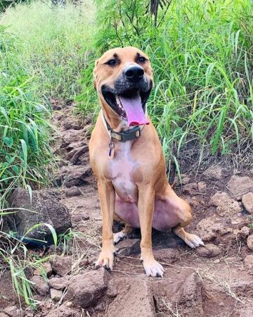 Rhodesian Ridgeback Pitbull Mix Info, Pictures, Facts, FAQs & More