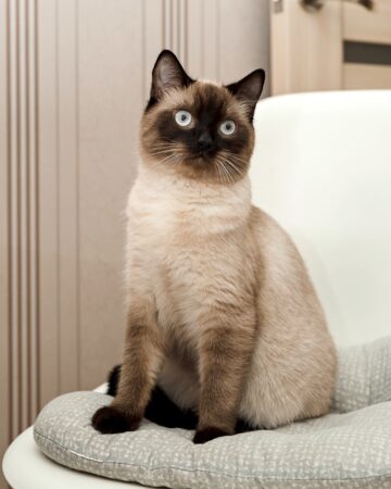 Seal Point Siamese Cat: Info, Facts, Traits, Pictures & FAQs