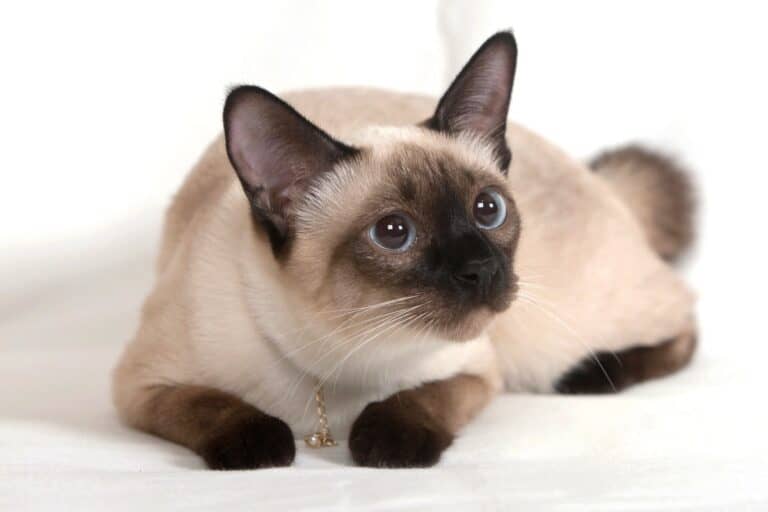 Seal Point Siamese Cat: Info, Facts, Traits, Pictures & FAQs