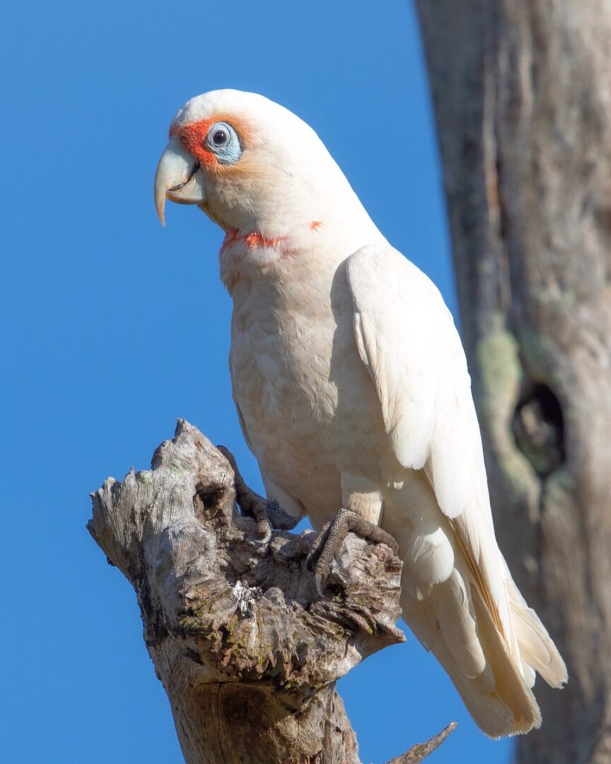How Much Does a Cockatoo Cost? Cockatoo Prices & Expenses