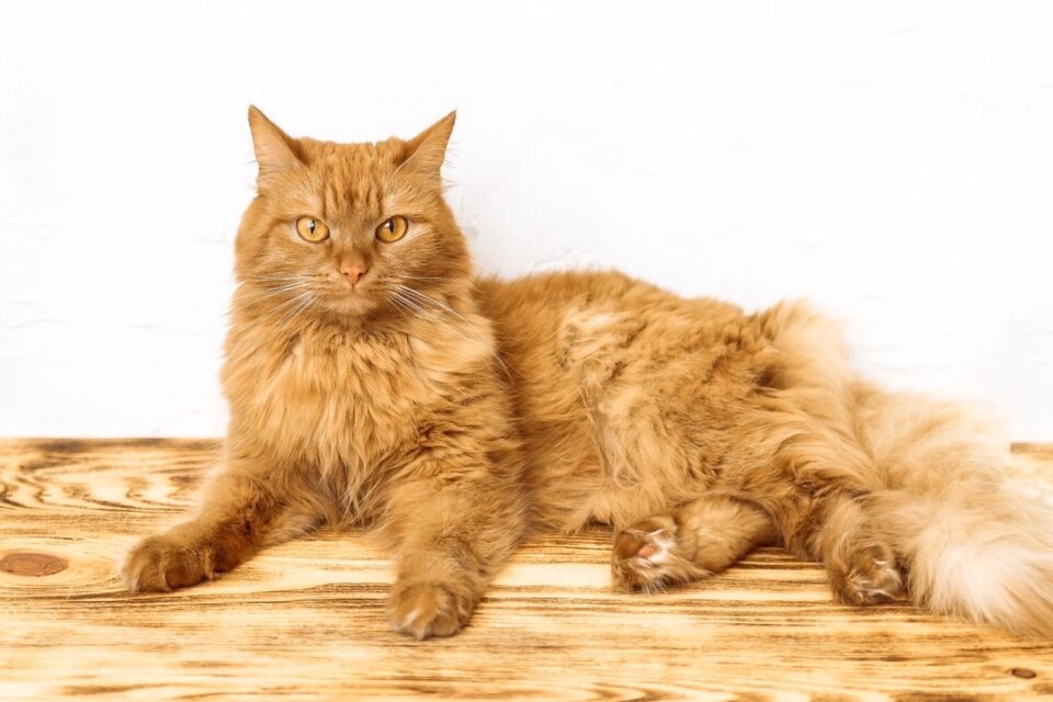 6 Types of Orange Maine Coons Explained (With Pictures)