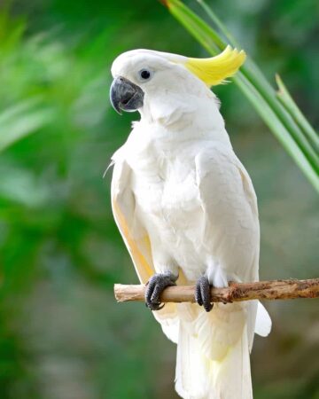 Cockatoo Lifespan: How Long Do Cockatoos Live on Average?
