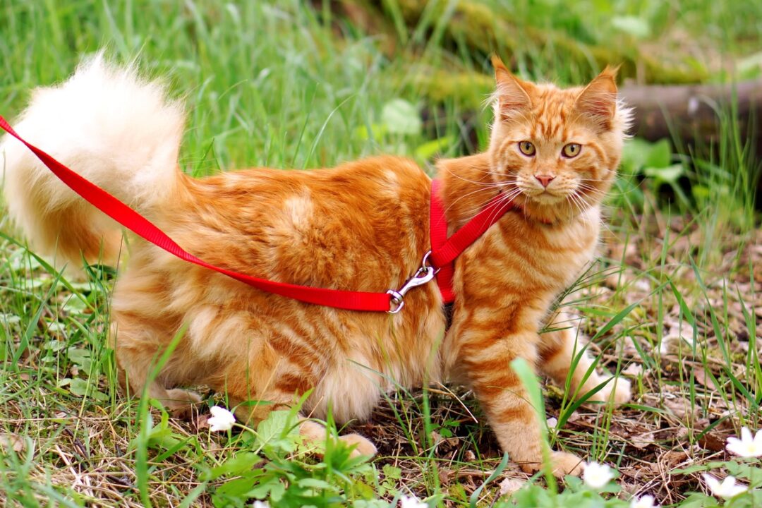6 Types of Orange Maine Coons Explained (With Pictures)