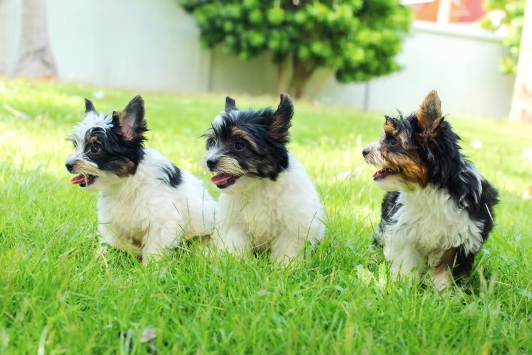 Parti Yorkie: What Does “Parti” Mean in Yorkshire Terriers?