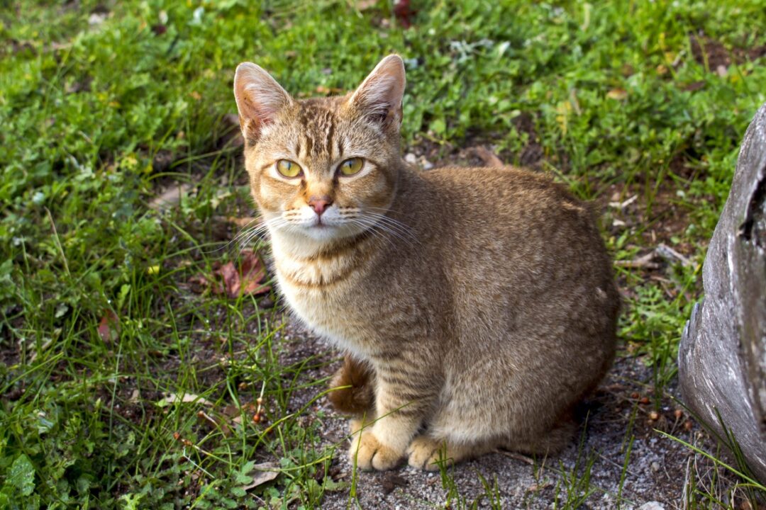 Torbie, Tabby, Tortie, and Calico Cats: What Are the Differences?
