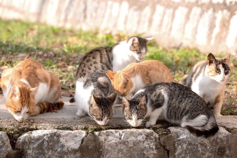 Torbie, Tabby, Tortie, and Calico Cats: What Are the Differences?