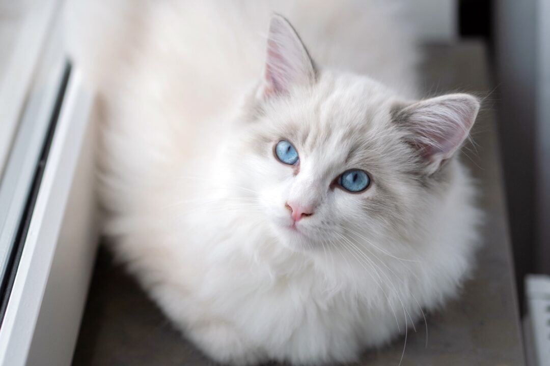 White Cats With Blue Eyes: What’s So Special About Them?