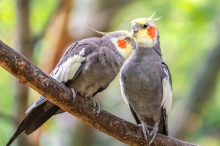 How Much Does a Cockatiel Cost? Cockatiel Prices & Expenses