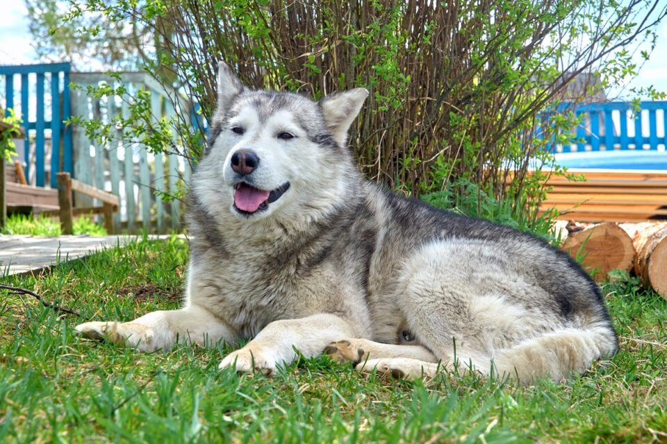 Agouti Husky: An Ultimate Guide to Agouti Siberian Huskies