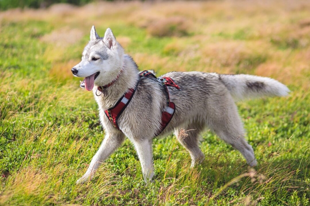 Agouti Husky: An Ultimate Guide to Agouti Siberian Huskies