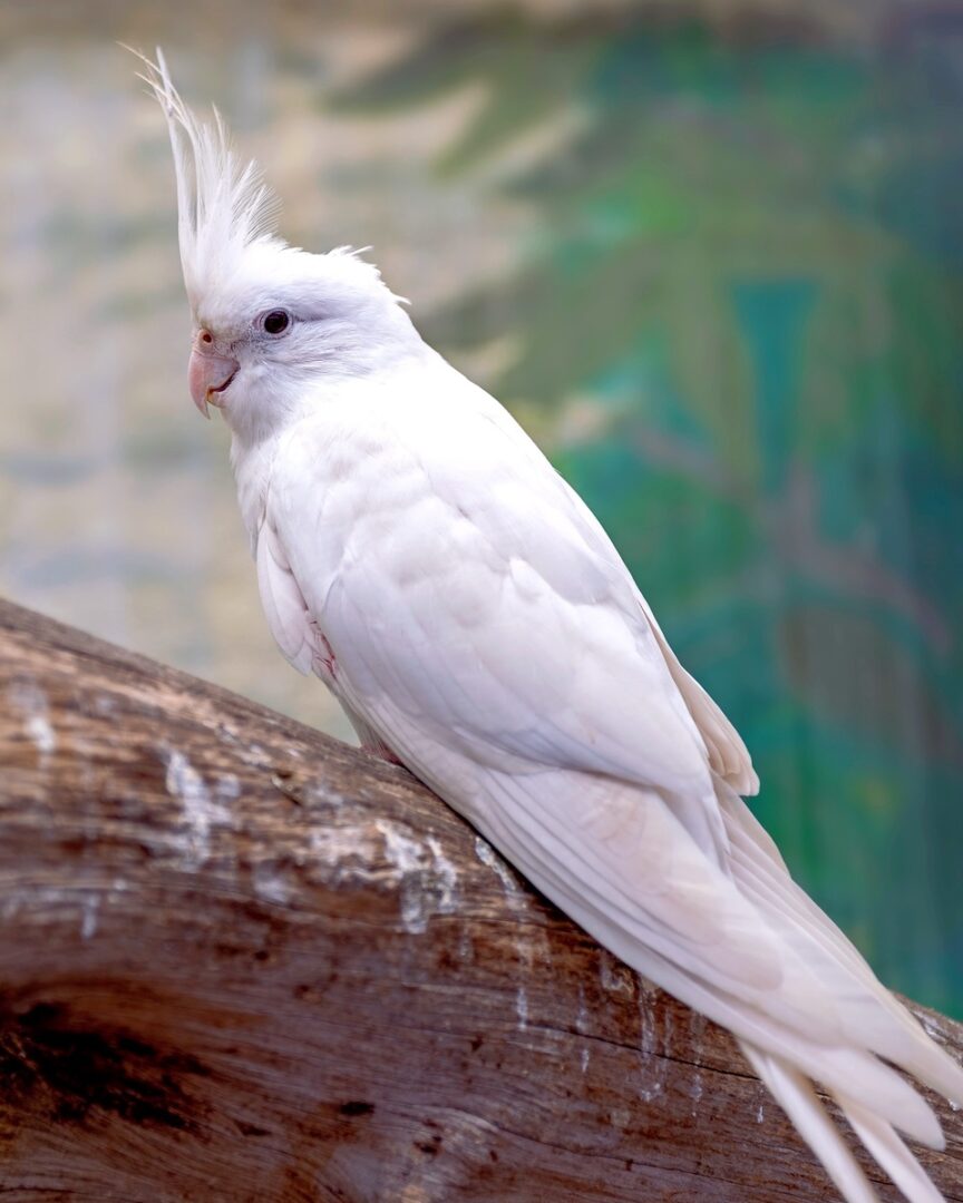 10 Cockatiel Varieties & Color Mutations (With Pictures)