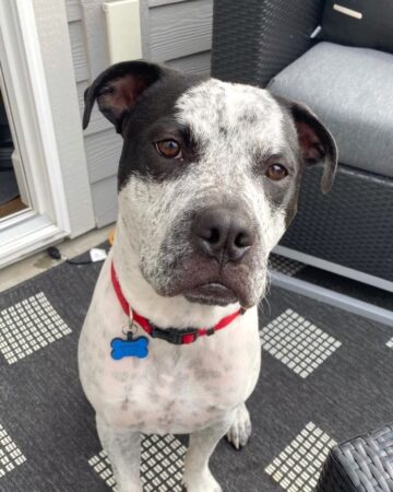 Pit Heeler (Pitbull & Blue Heeler Mix) Info, Pictures, Facts, FAQs & More
