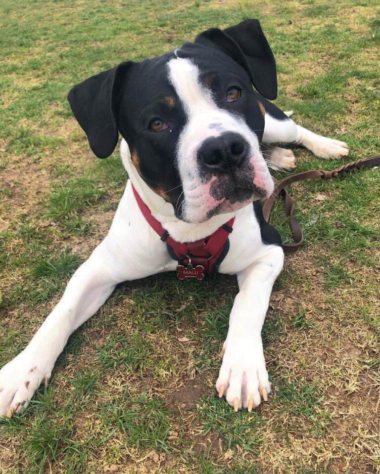 Pit Mastiff (Pitbull & Mastiff Mix) Info, Pictures, Facts, FAQs & More