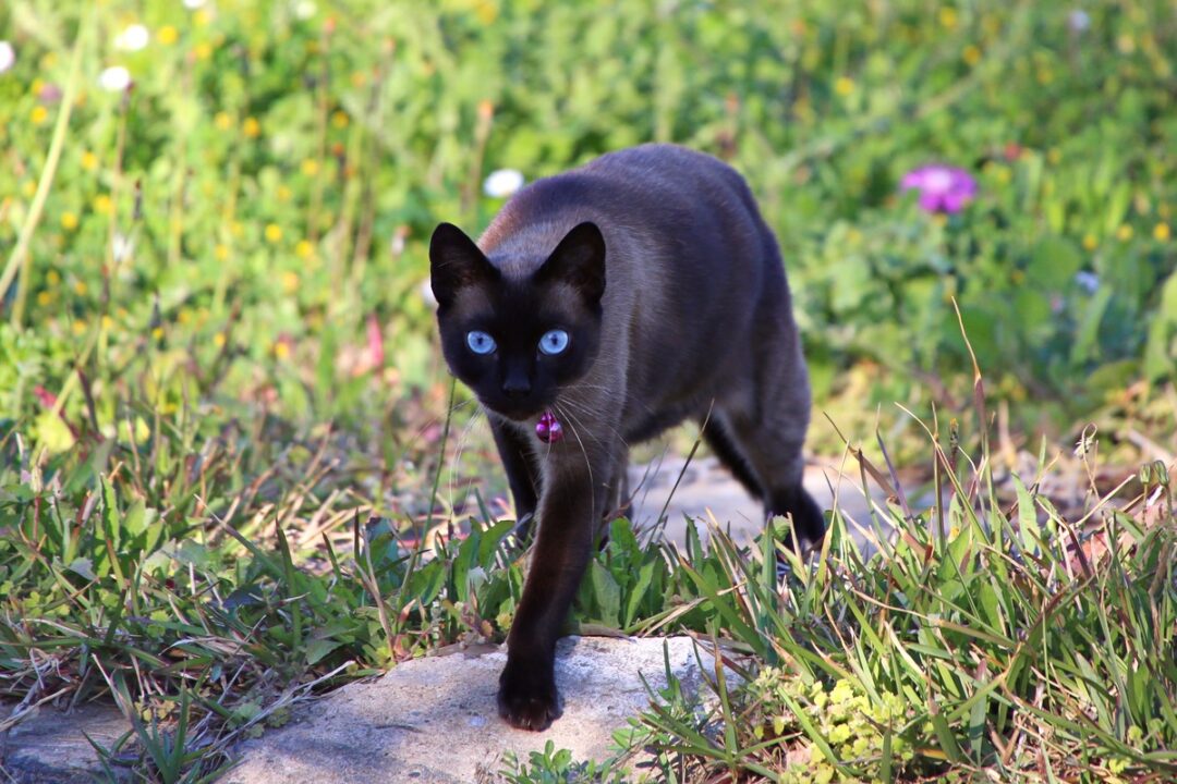 Black Cats With Blue Eyes: History, Genetics, Pictures & FAQs