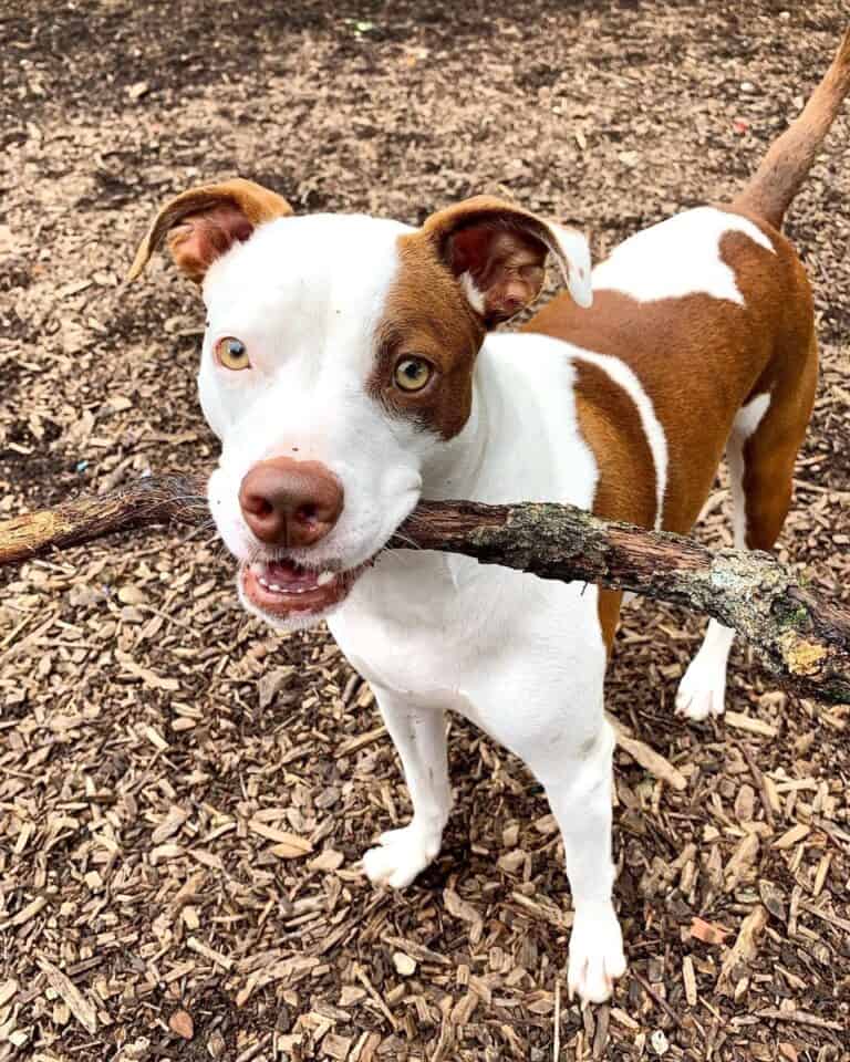 Boston Pit (Boston Terrier & Pitbull Mix) Info, Pictures, Facts, FAQs ...