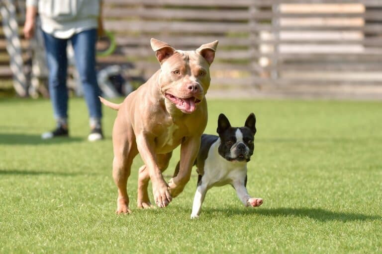 Boston Pit (Boston Terrier & Pitbull Mix) Info, Pictures, Facts, FAQs ...