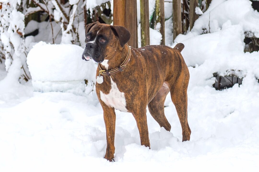 Brindle Boxer Dog: Appearance, Genetics, Temperament & More!