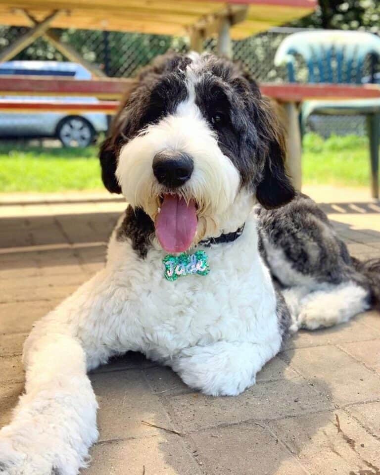 Sheepadoodle | Mixed Dog Breed Info, Pictures, Facts & FAQs