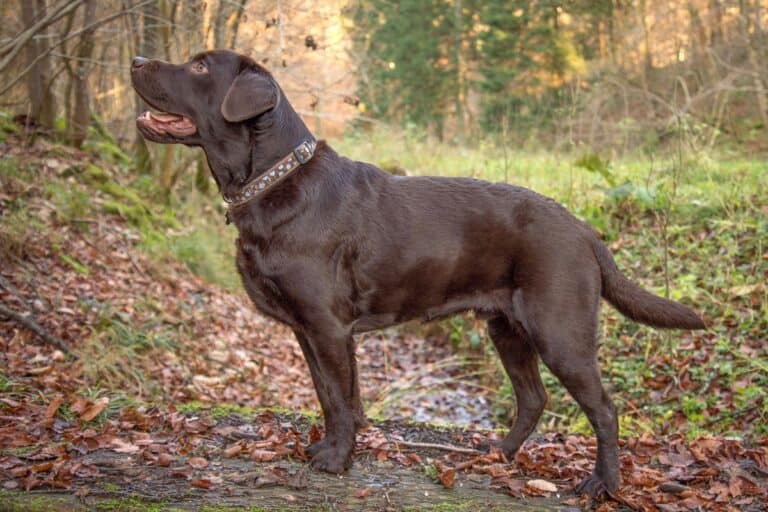 Chocolate Lab: An Ultimate Guide to Chocolate Labradors