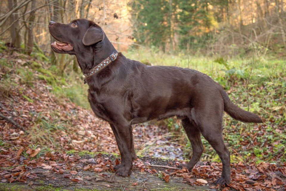 Chocolate Lab: An Ultimate Guide to Chocolate Labradors