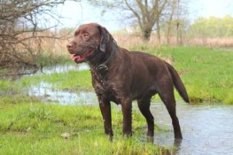 Chocolate Lab: An Ultimate Guide to Chocolate Labradors
