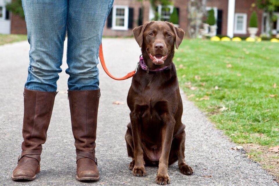Chocolate Lab: An Ultimate Guide to Chocolate Labradors
