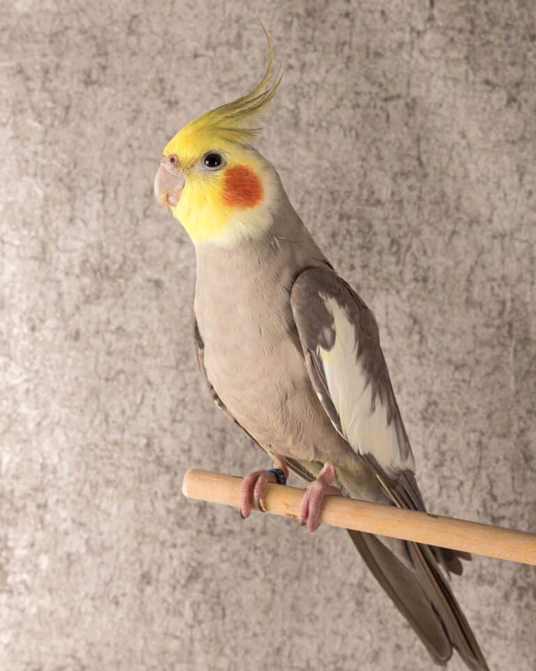 10 Cockatiel Varieties & Color Mutations (With Pictures)