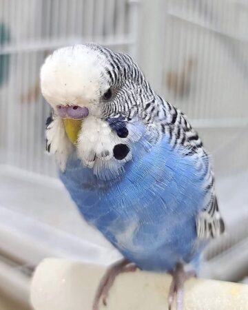 English Budgie Care Guide: Size, Personality, Lifespan & FAQs