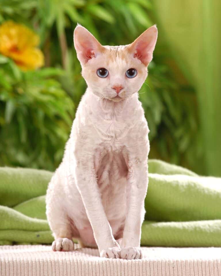 Poodle Cat: A Complete Guide to These Curly-Haired Cats